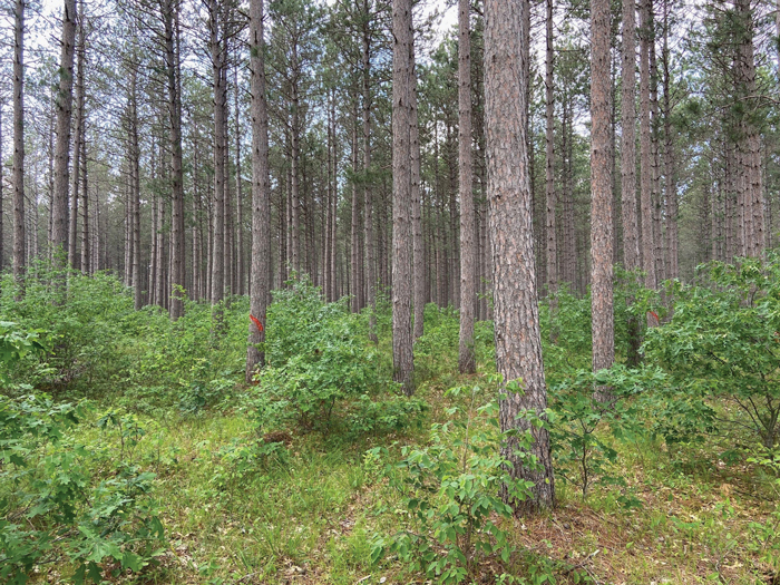 Forest Inventory Sampling Methods for the Woodlot - Grit